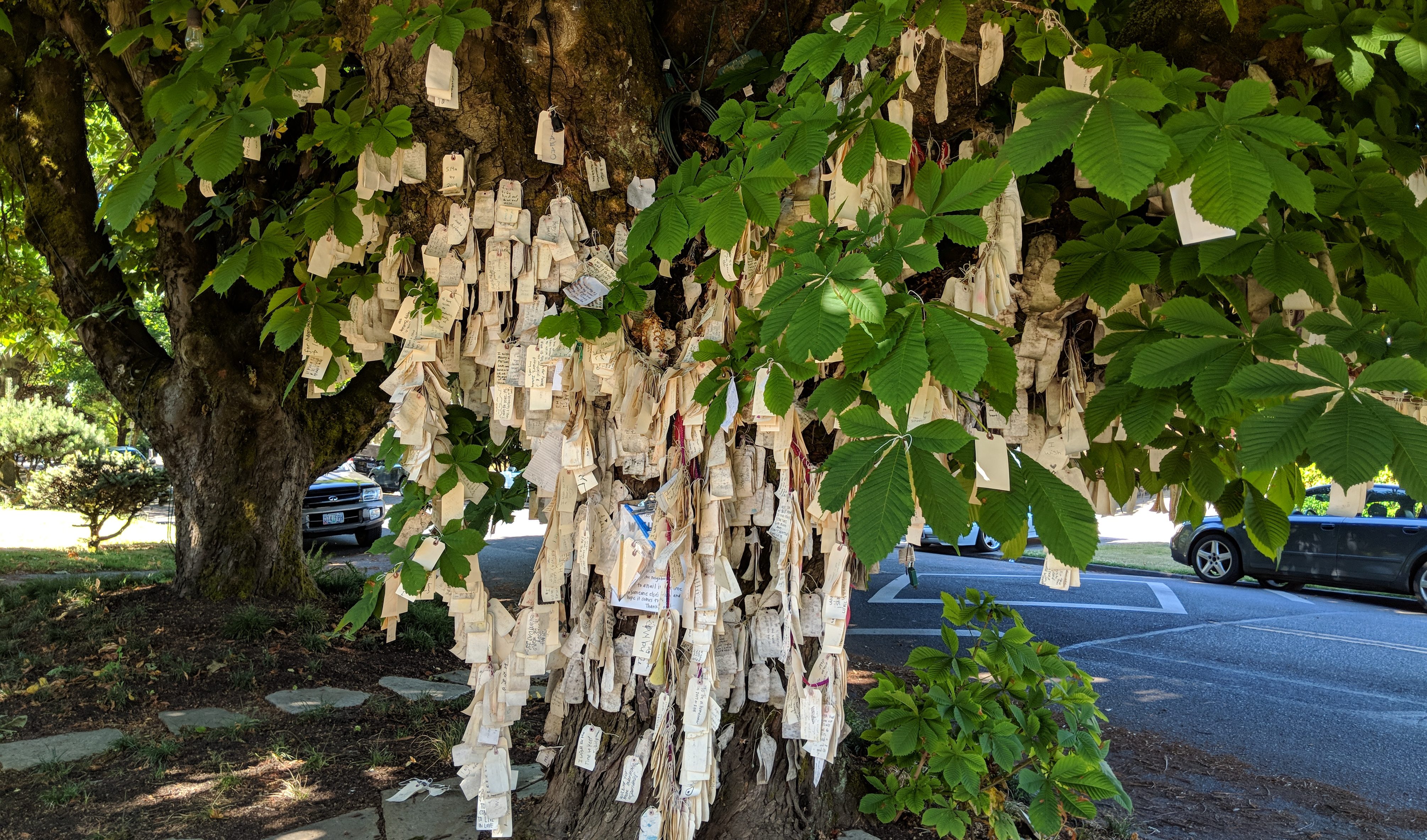 Wishing Tree